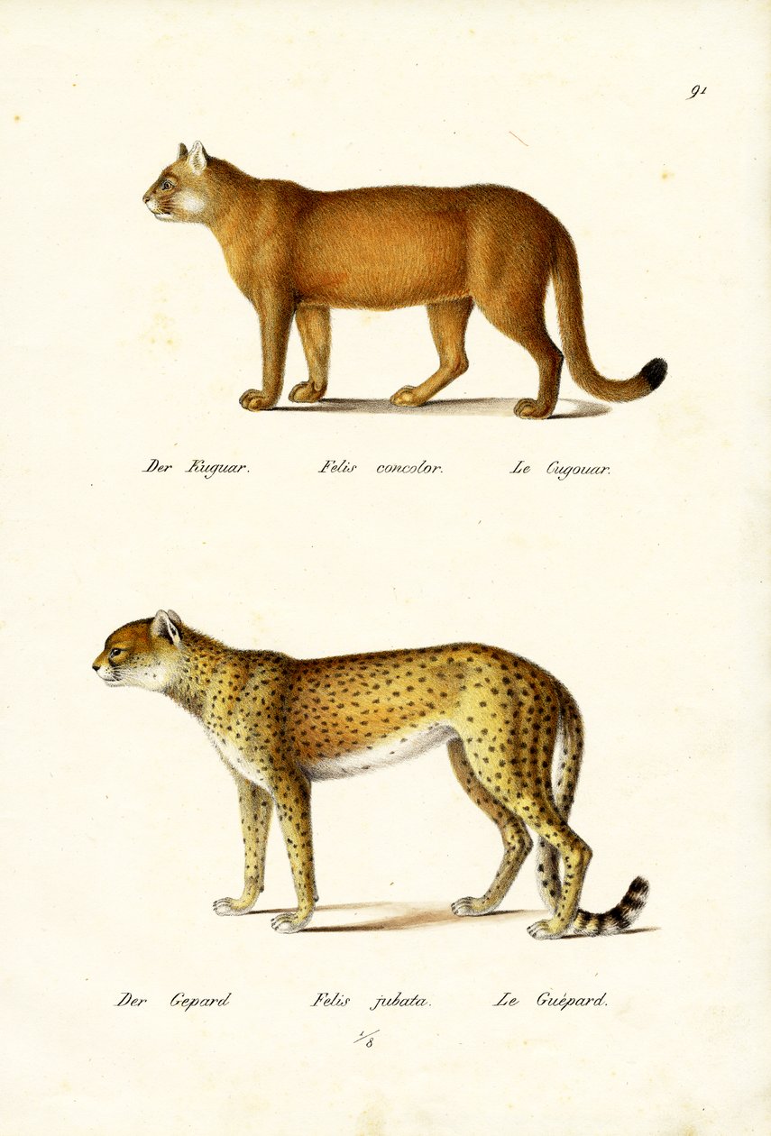 Cougar, 1824 by Karl Joseph Brodtmann: Buy fine art print