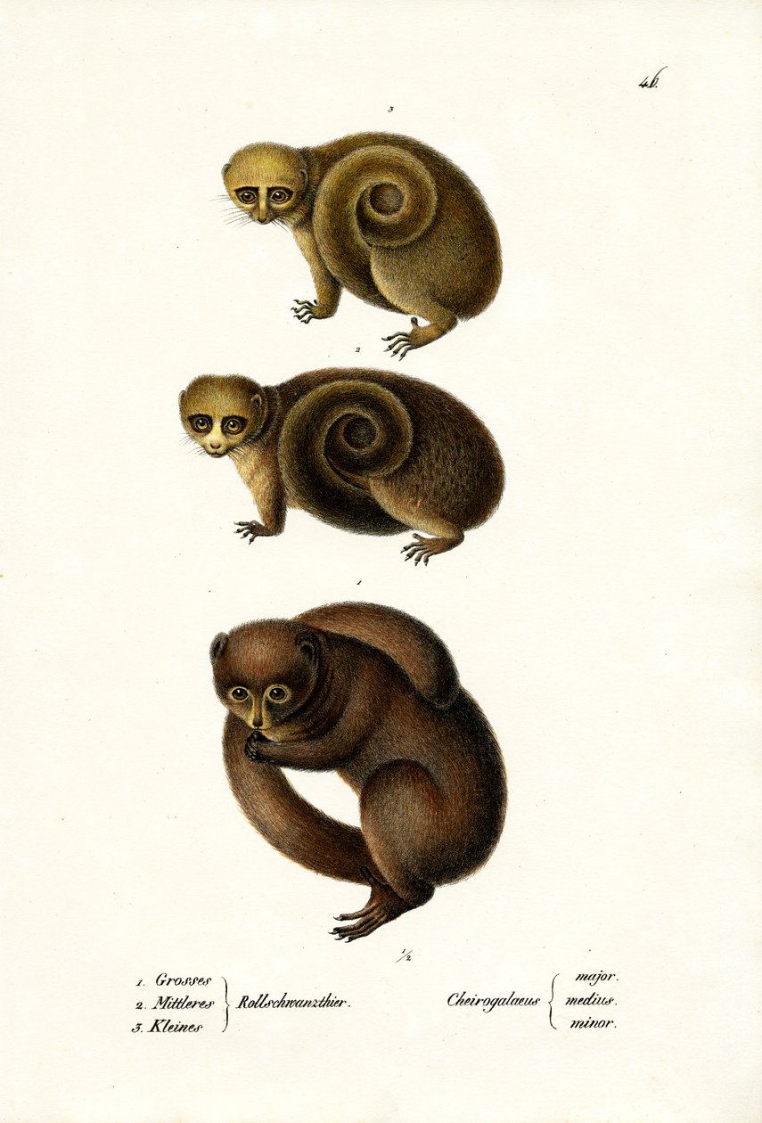 Dwarf Lemur, 1824 by Karl Joseph Brodtmann: Fine art print