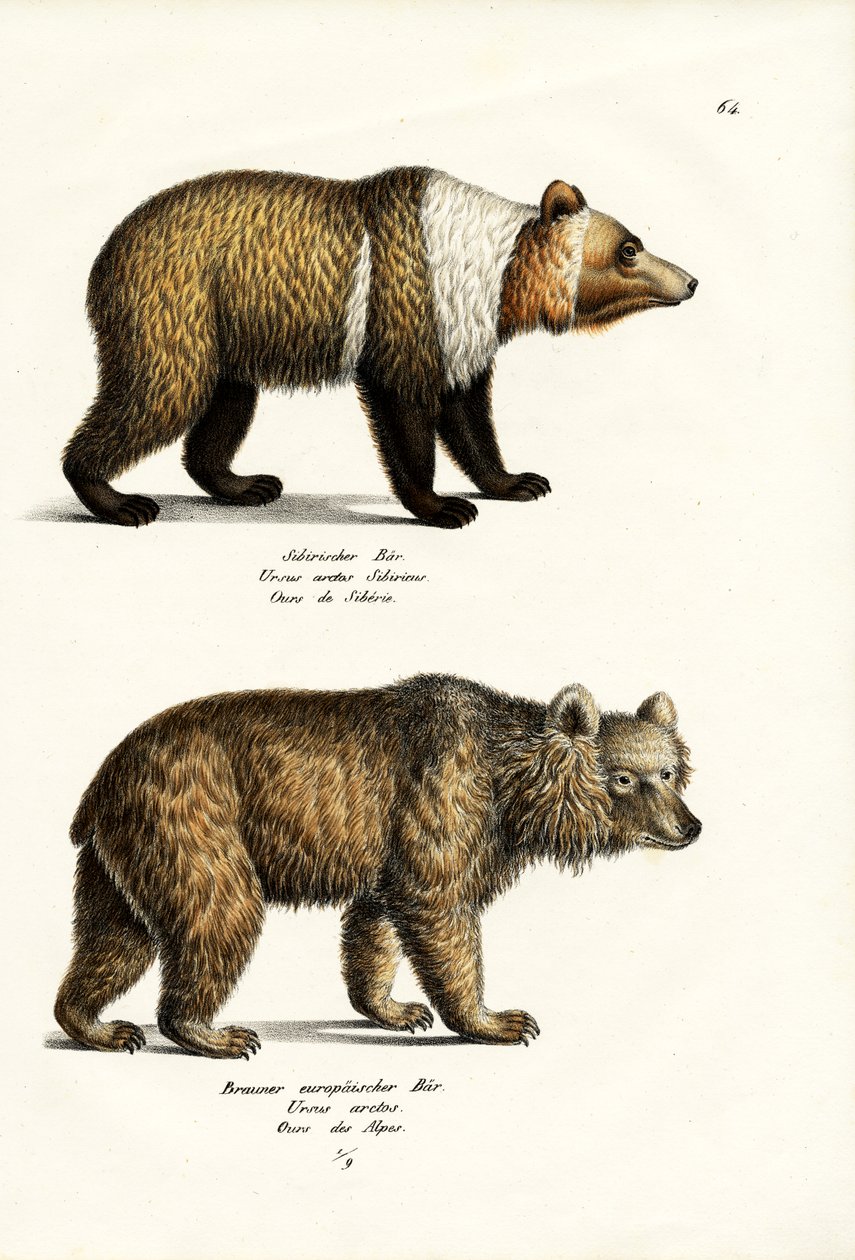 European Brown Bear, 1824 by Karl Joseph Brodtmann