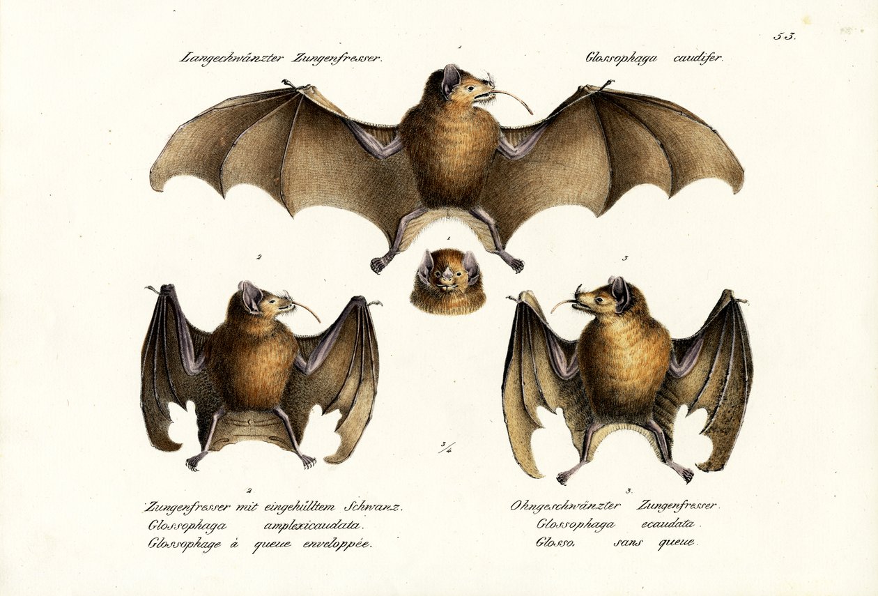 Long-Nosed Bat by Karl Joseph Brodtmann: Fine art print