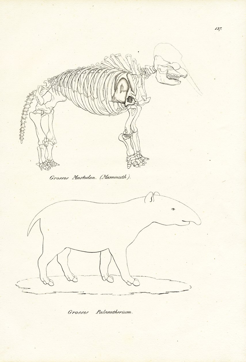 Mastodon by Karl Joseph Brodtmann: Buy fine art print