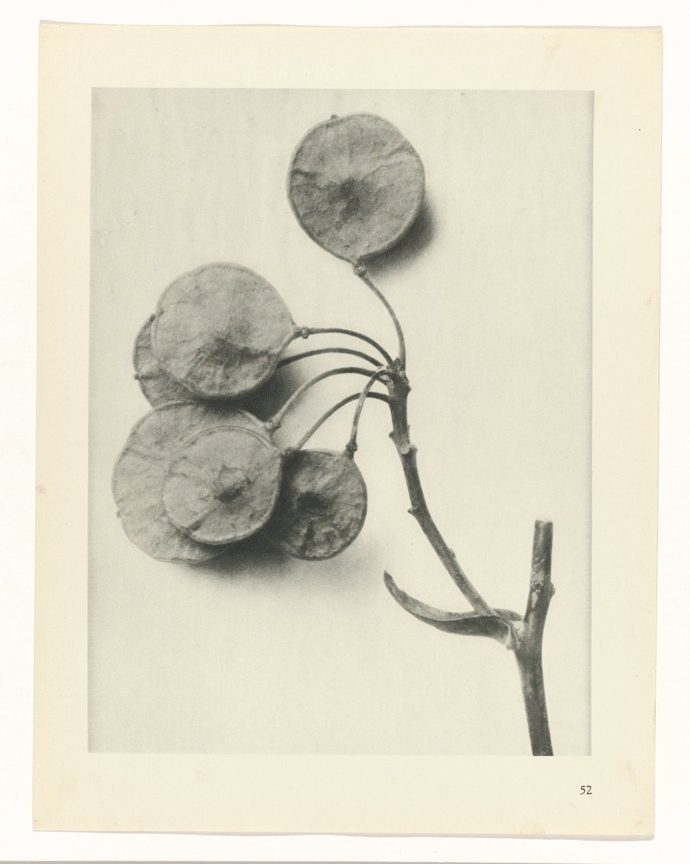 Plant Study by Karl Blossfeldt: Premium art reproduction