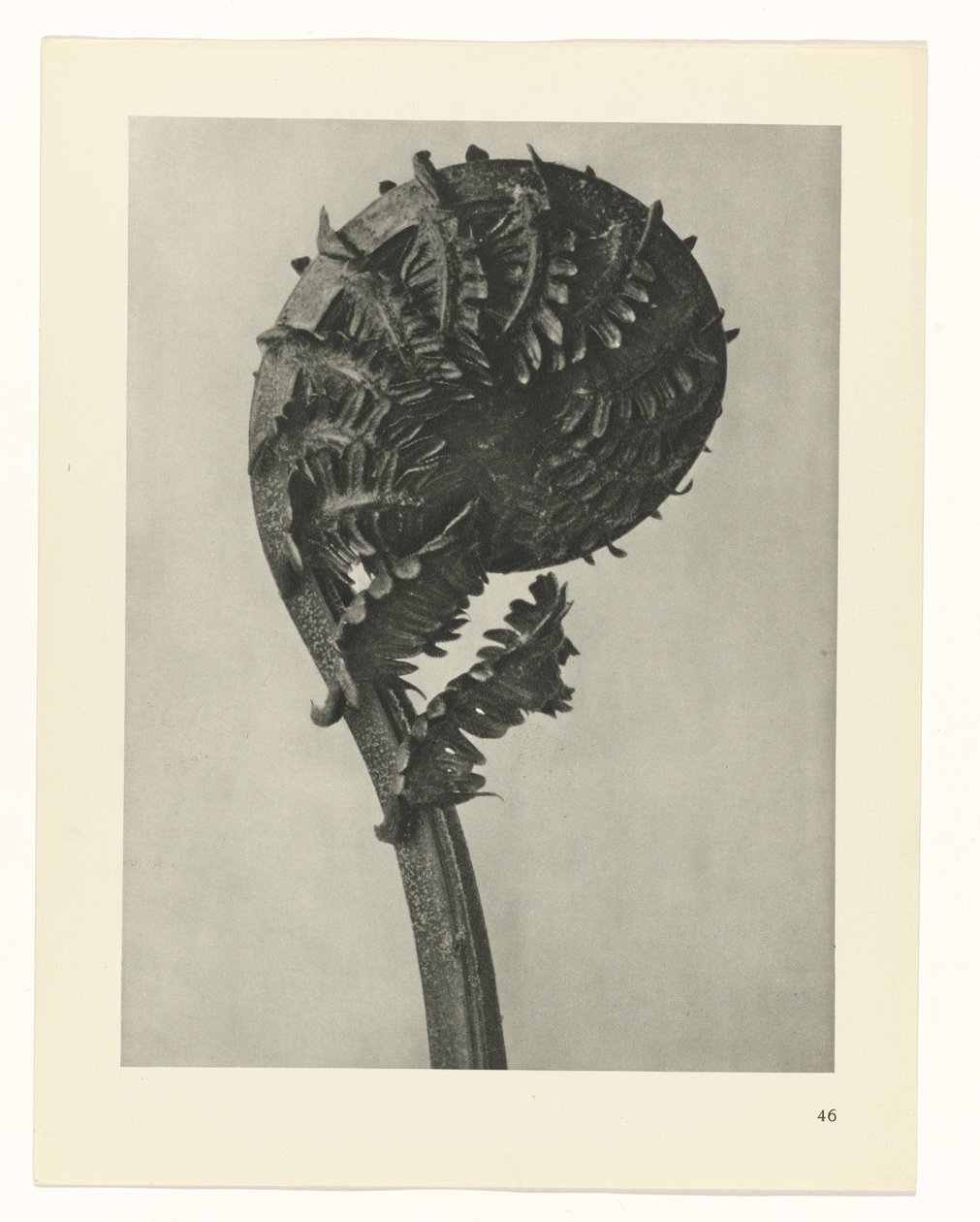 Plant Study by Karl Blossfeldt: Premium art reproduction