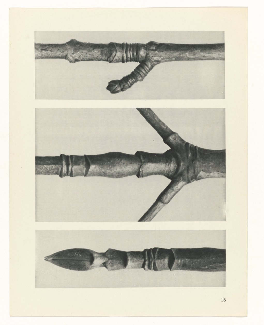 Plant Study (series title) by Karl Blossfeldt