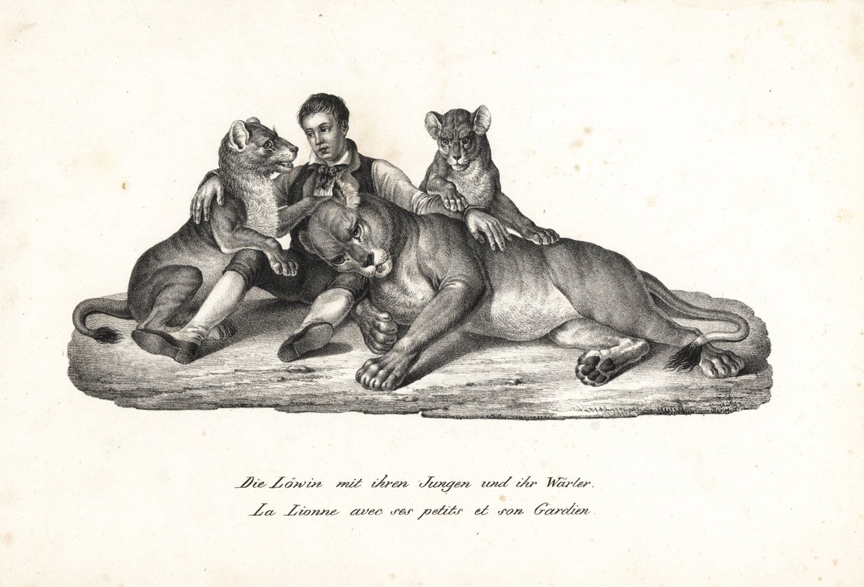 Lioness and cubs with trainer (Lithograph by Karl Joseph Brodtmann from ...
