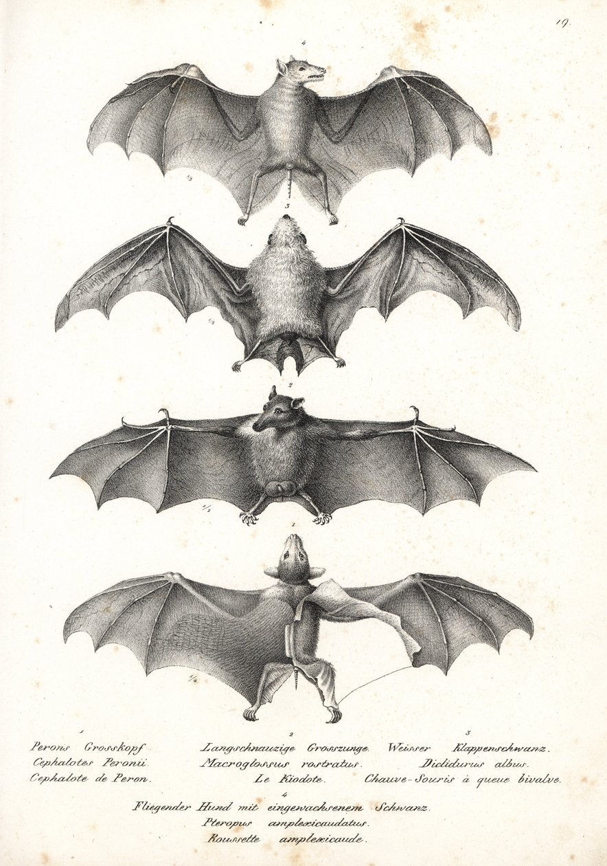 Western naked-backed fruit bat, long-tongued nectar bat, northern ghost ...