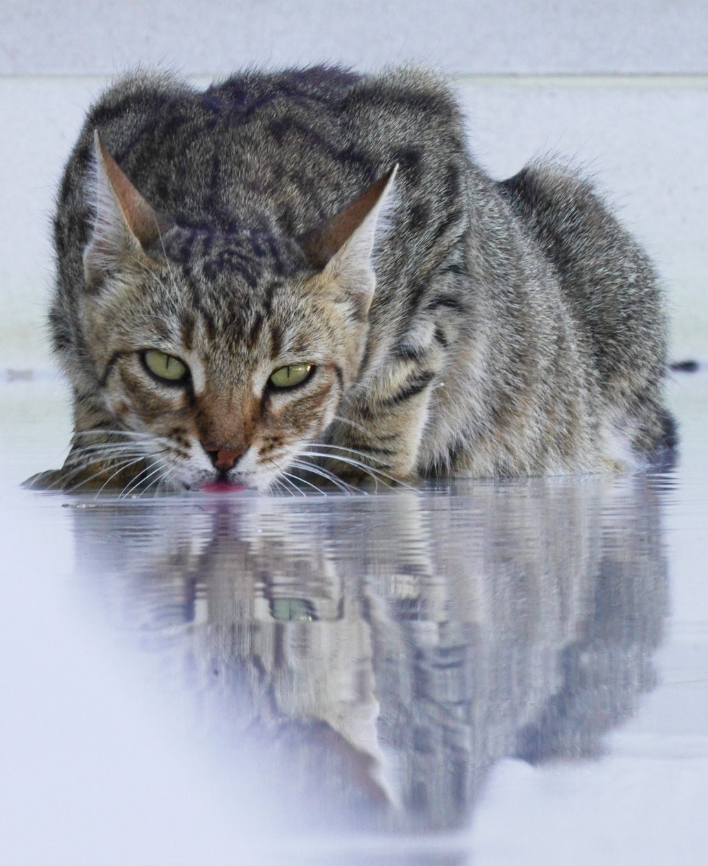 Cool Cat, 2022 by Katha Wood: Buy fine art print