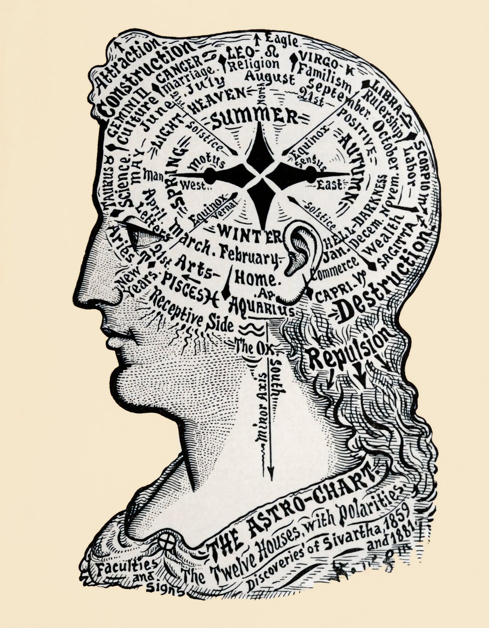 A Chart of the Human Head and Shoulders by