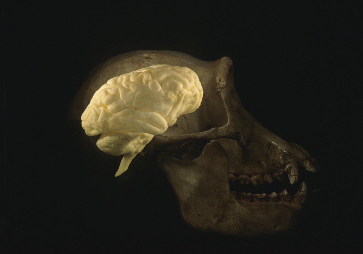 The First Steps by Kenneth Garrett: Buy fine art print