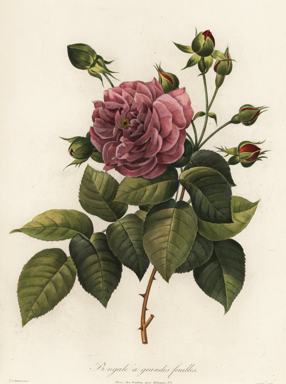 Bengal Rose, Rosa Chinensis Variety, Bengale a Grandes Feuilles