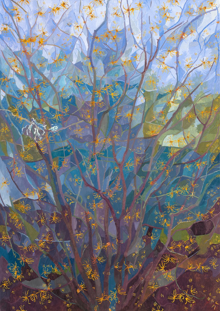 Witch Hazel in Flower, 2015 by Leigh Glover