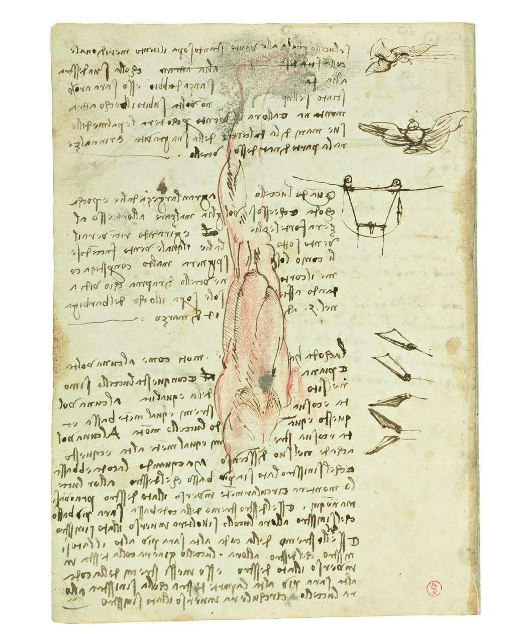 Codex on the flight of birds, Folio 17 verso