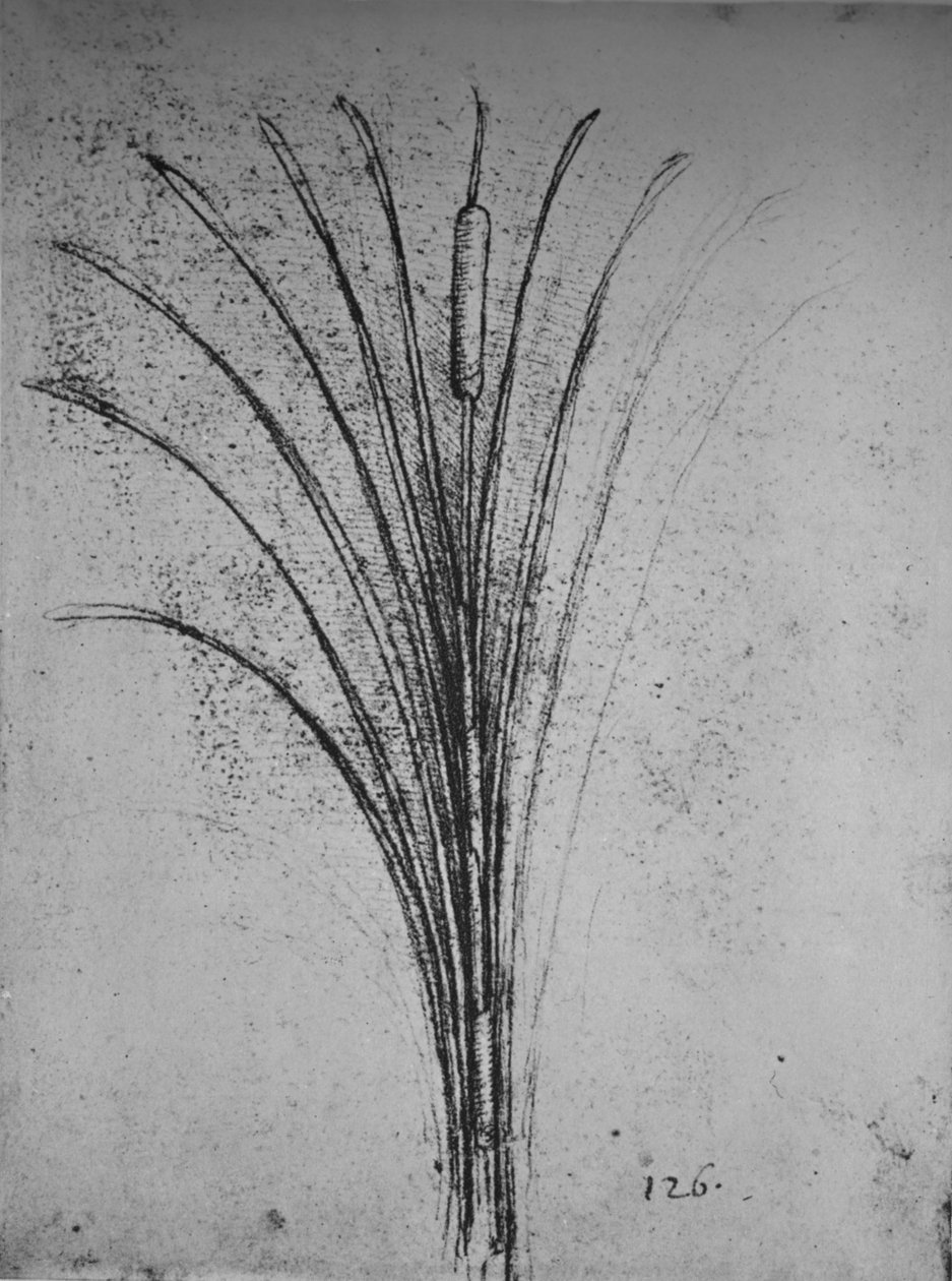 A Bulrush by Leonardo da Vinci: Buy fine art print