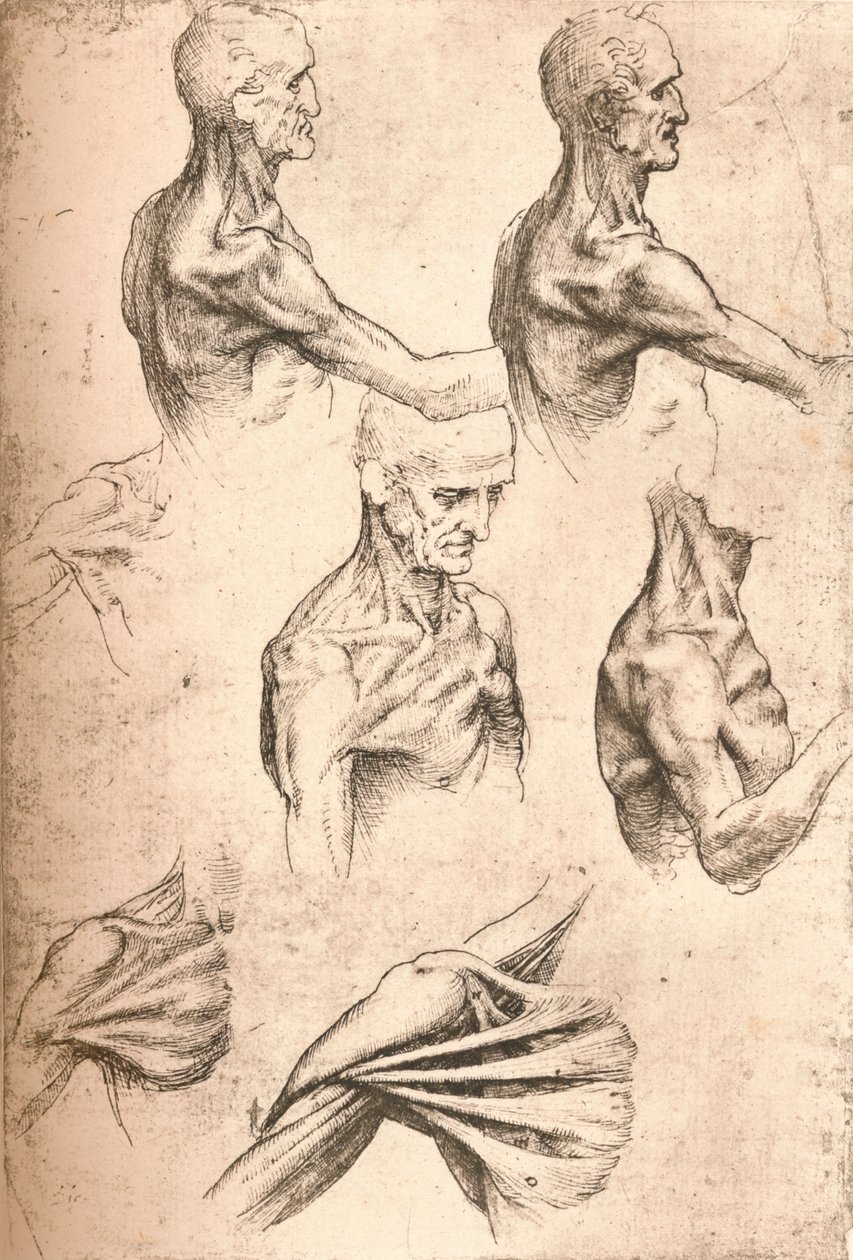 Anatomical drawing, c1472-c1519 by Leonardo da Vinci