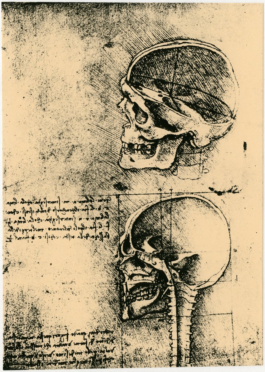 Anatomical Sketch, Two Studies of a Human Skull, c1489