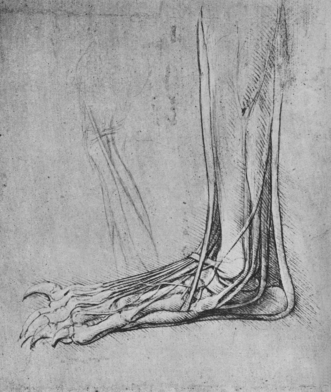 Dissection of a Bear's Foot to the Left by Leonardo da Vinci