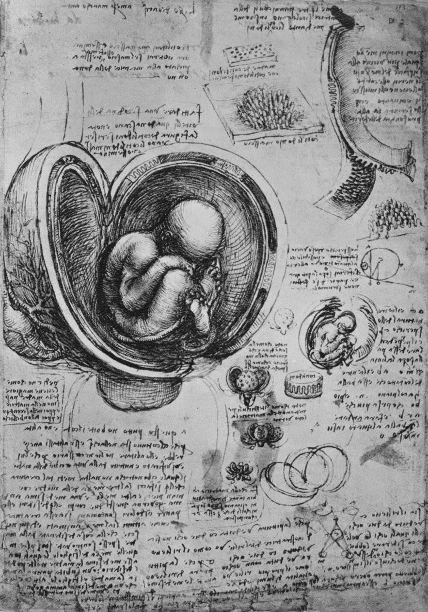 Human Embryo Drawing