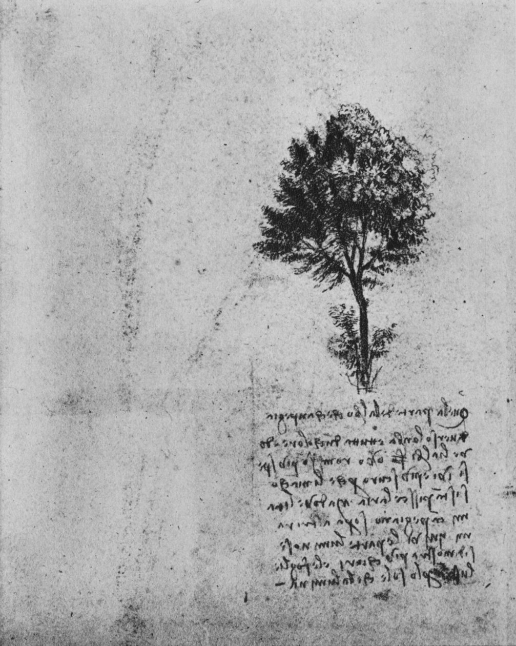 study-of-a-tree-by-leonardo-da-vinci-buy-fine-art-prints
