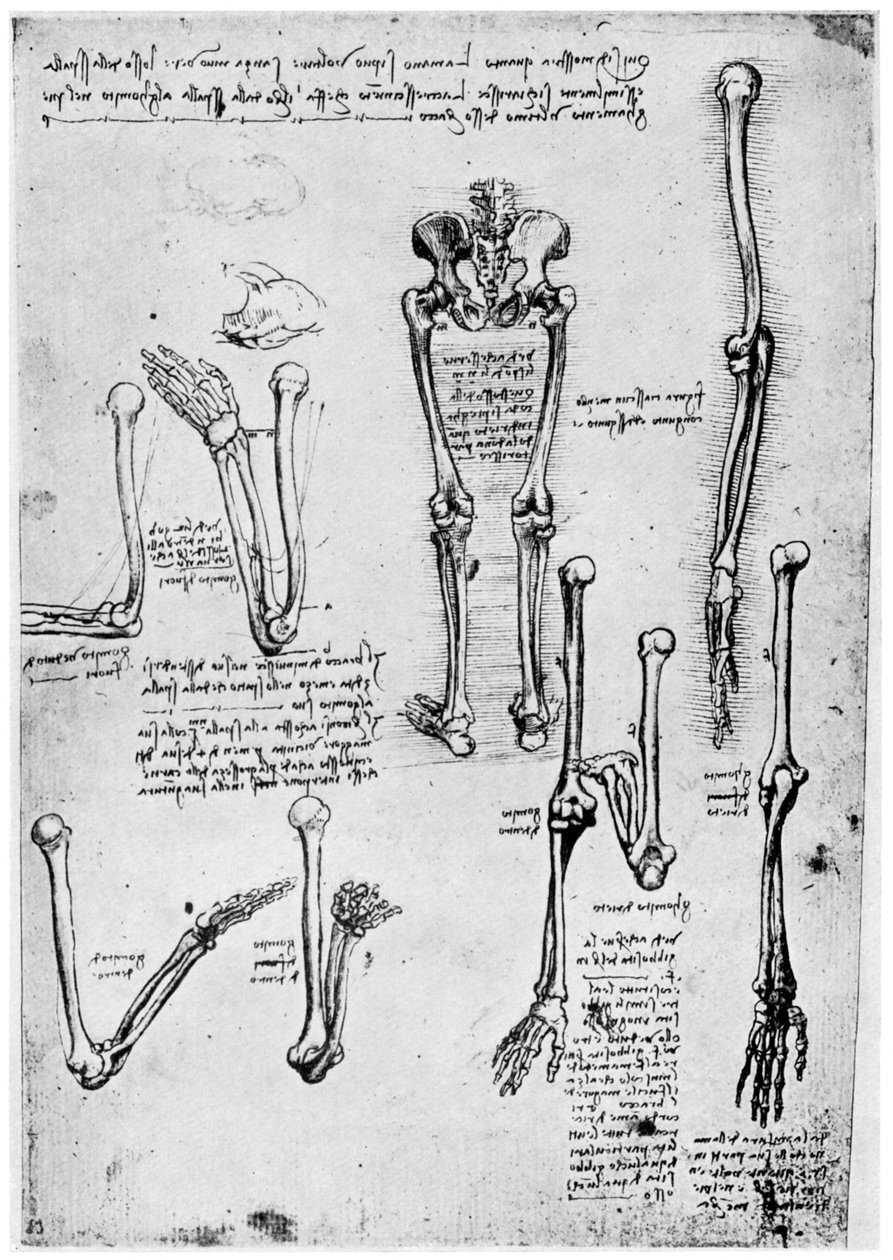 Study of Human Bones by Leonardo da Vinci: Fine art print