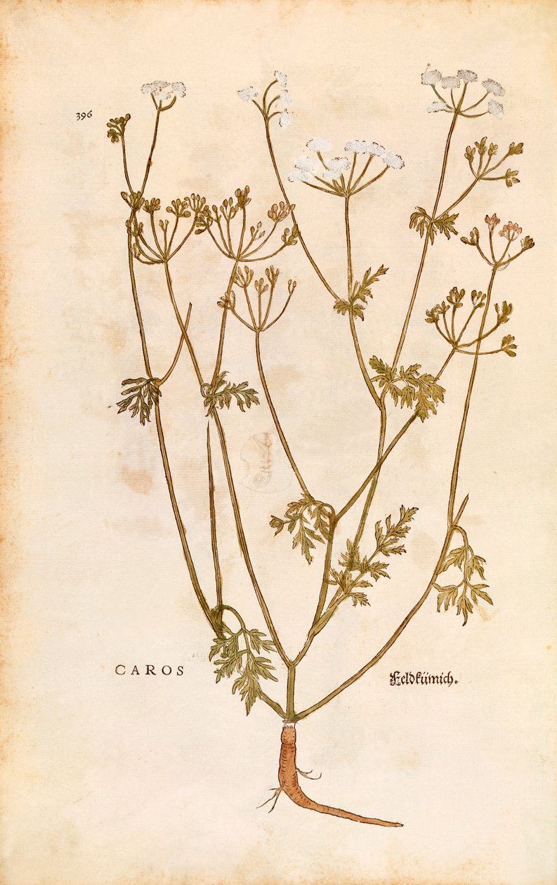 Caraway - Carum carvi (Caros) by Leonhart Fuchs from De historia ...