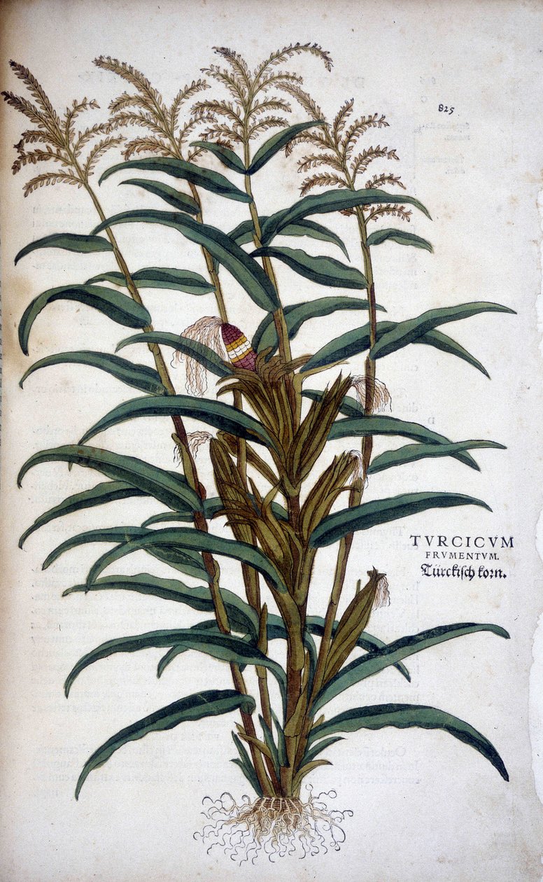 Turcicum Frumentum (Mis) - in 'De Historia Stirpium commentarii ...