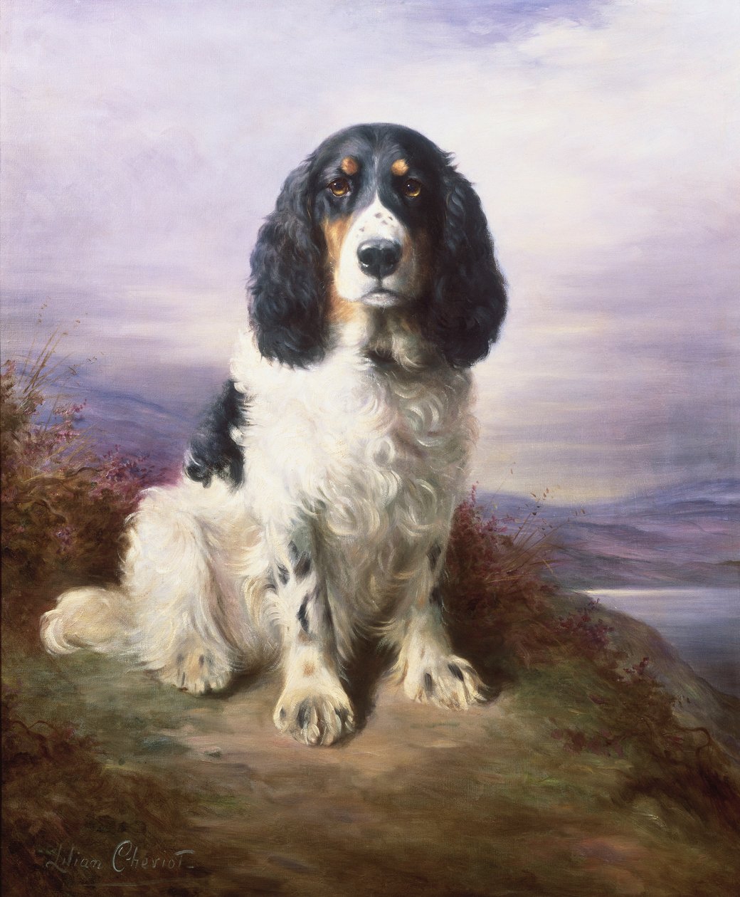 Royal, a Tri-Colour Working Springer Spaniel