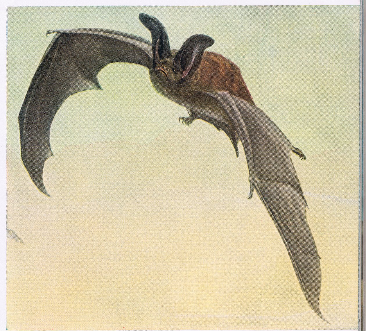 Pallid Bat by Louis Agassiz Fuertes: Buy fine art print