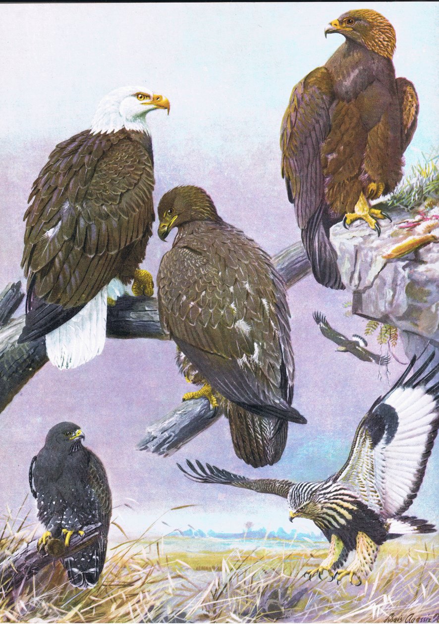 Bald Eagle, American Golden Eagle, American Rough Legged Hawk