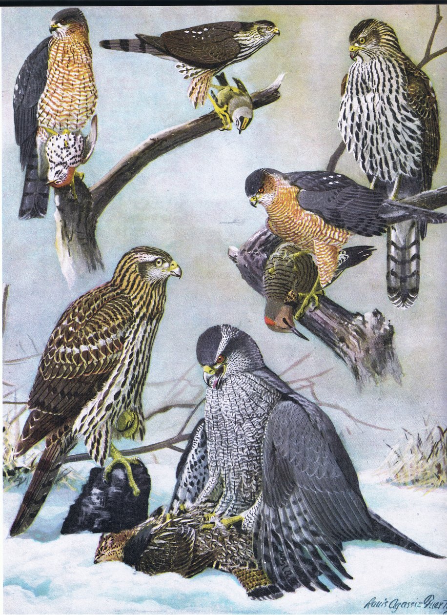 Sharp-Skinned Hawk, Cooper's Hawk, Eastern Goshawk