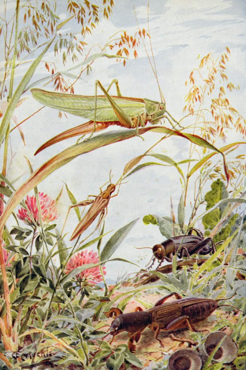 Musical Insects, Illustration from 'Stories of Insect Life' by William ...