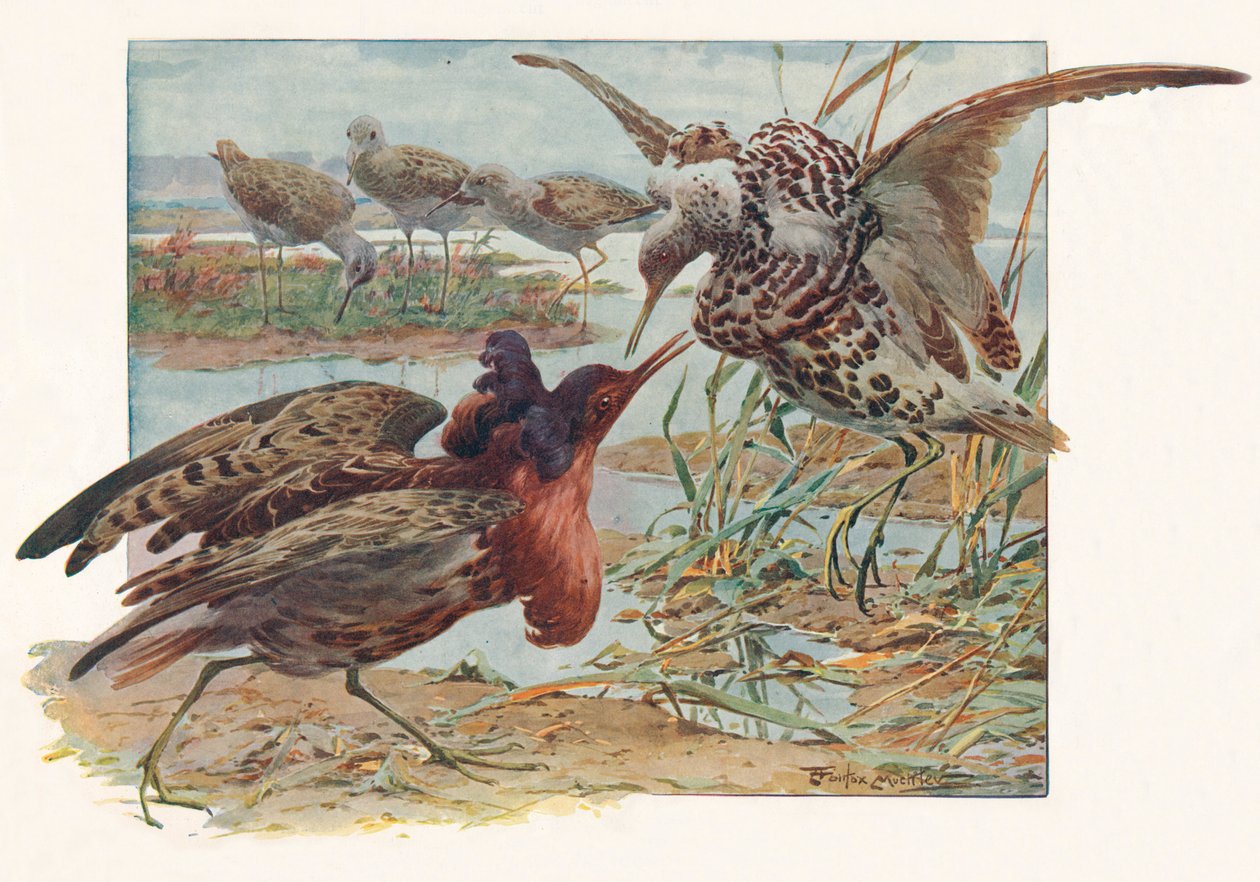 Ruffs and Reeves by Louis Fairfax Muckley: Fine art print