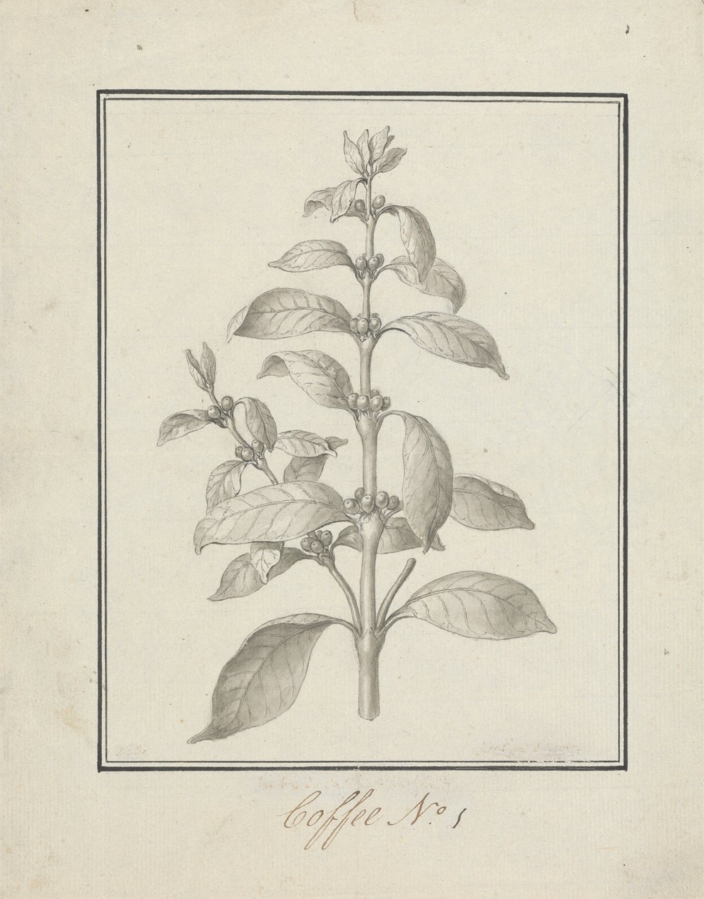 Coffea arabica L. (Arabica Coffee): Finished Drawing of Leafy Shoot and ...