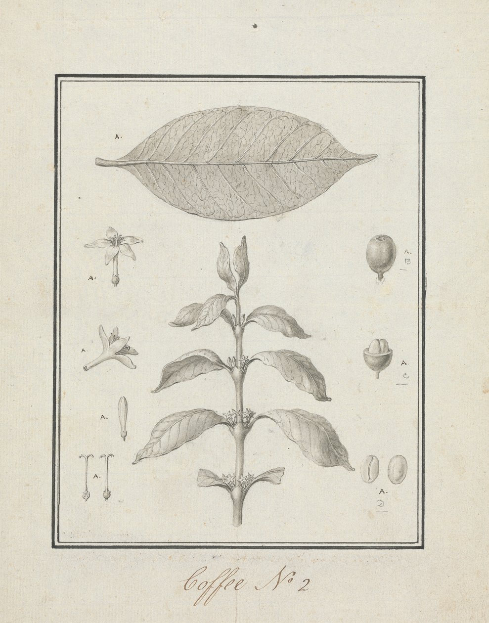 Coffea arabica L. (Arabica Coffee): finished drawing of leafy shoot ...