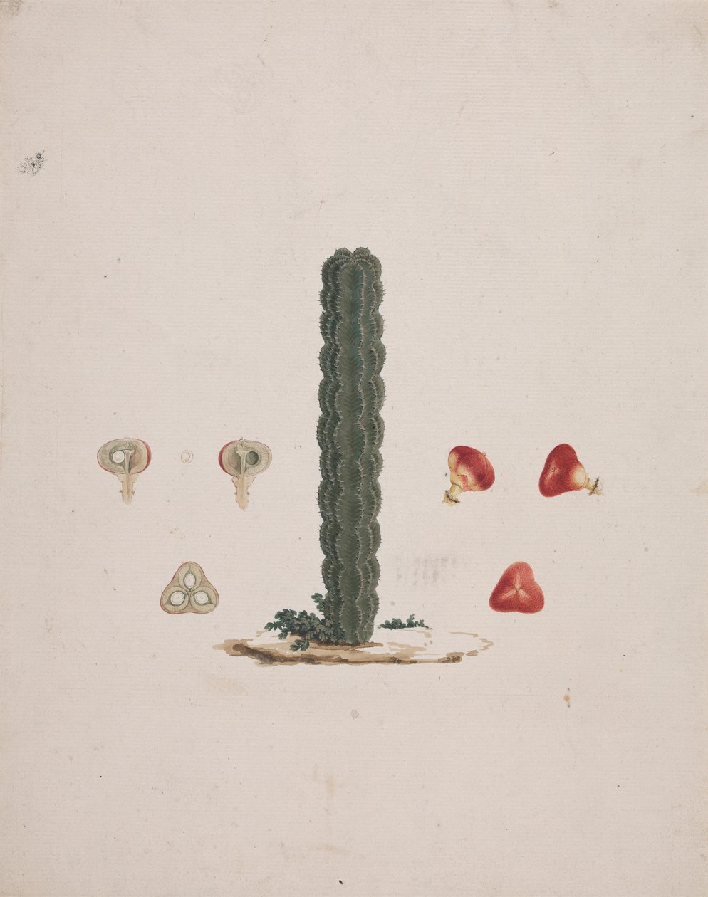 Euphorbia abyssinica J.F. Gmel. (Ethiopian Tree-Spurge): finished ...