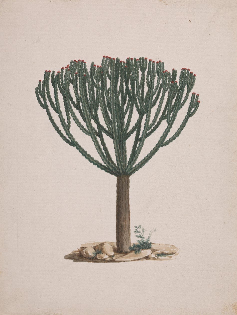 Euphorbia abyssinica J.F. Gmel. (Ethiopian Tree-Spurge): finished ...