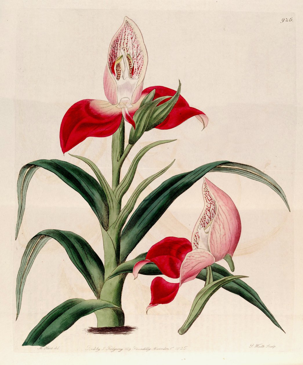Illustration of Disa uniflora (as syn. Disa grandiflora)