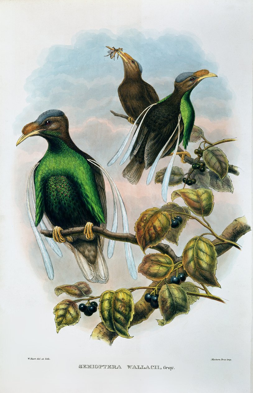 Wallace's Standard Wing Semioptera Wallacei by M. Hart