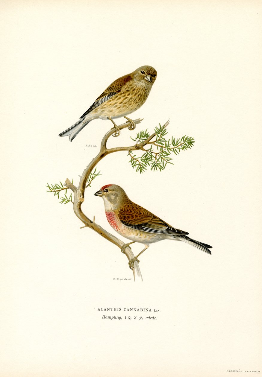 Common Linnet by Magnus Ferdinand and Wilhelm von Wright