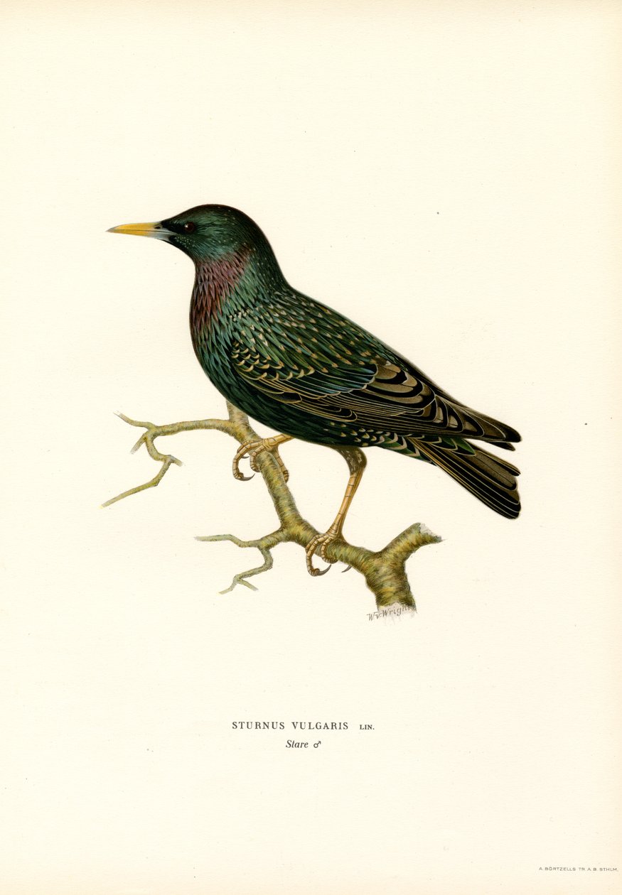 Common Starling by Magnus Ferdinand and Wilhelm von Wright