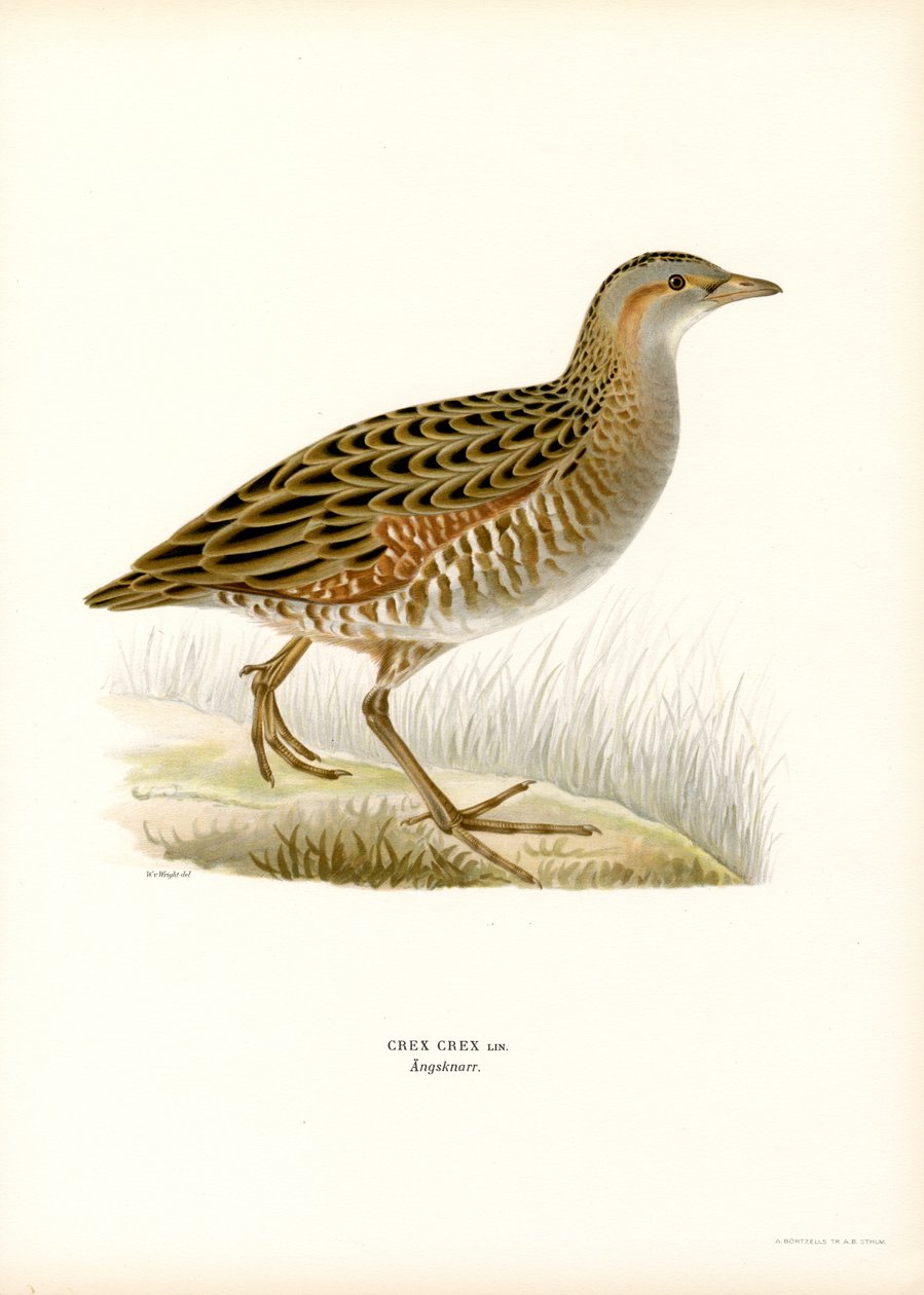 Corn Crake by Magnus Ferdinand and Wilhelm von Wright