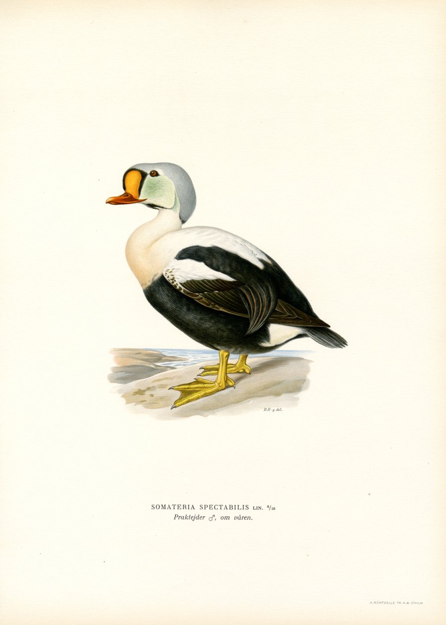 King Duck by Magnus Ferdinand and Wilhelm von Wright