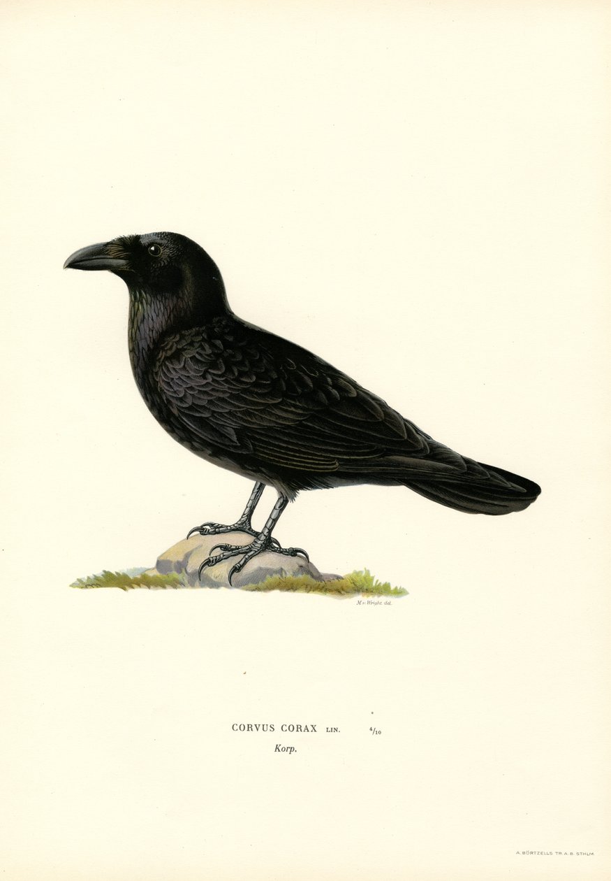 Raven by Magnus Ferdinand and Wilhelm von Wright