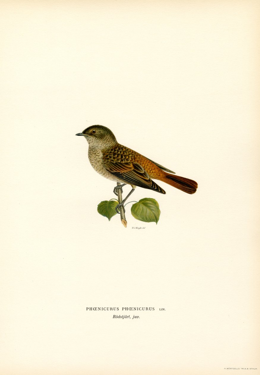 Redstart by Magnus Ferdinand and Wilhelm von Wright