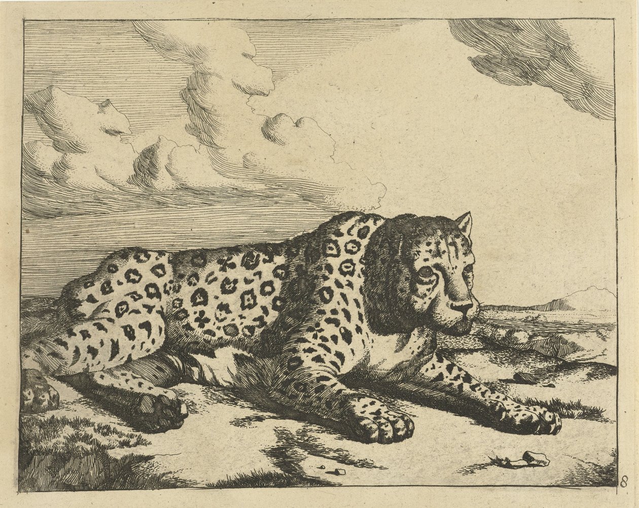 Leopard Lying to the Right, Paws Towards the Viewer
