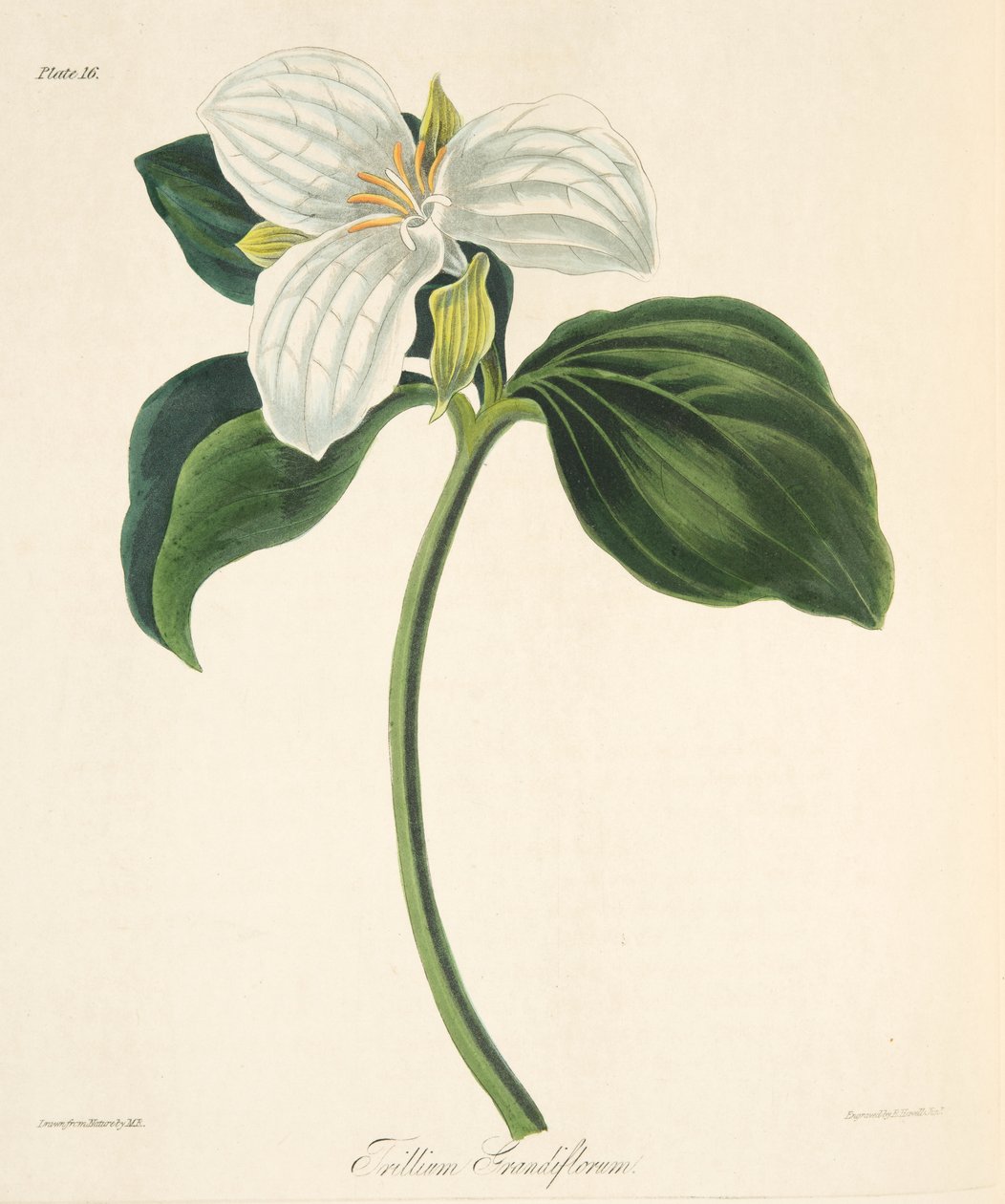 Trillium Botanical Illustration Thrilling Snow Trillium My Gaia