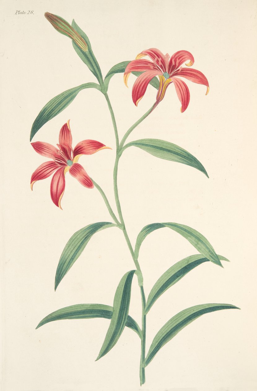 Self-coloured Chinese Lily, from Floral Illustrations of the Seasons