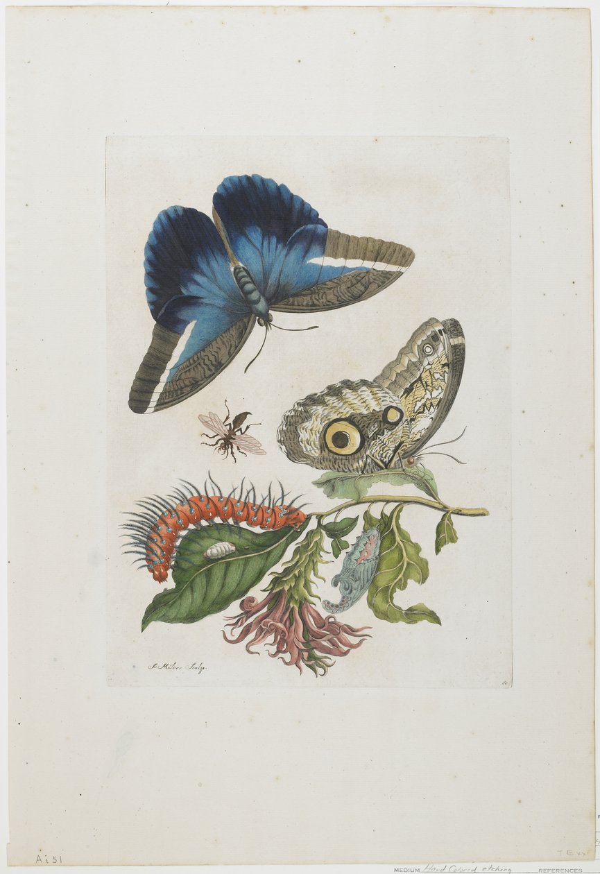 Blue Butterflies and Red Larva, Blue Spines