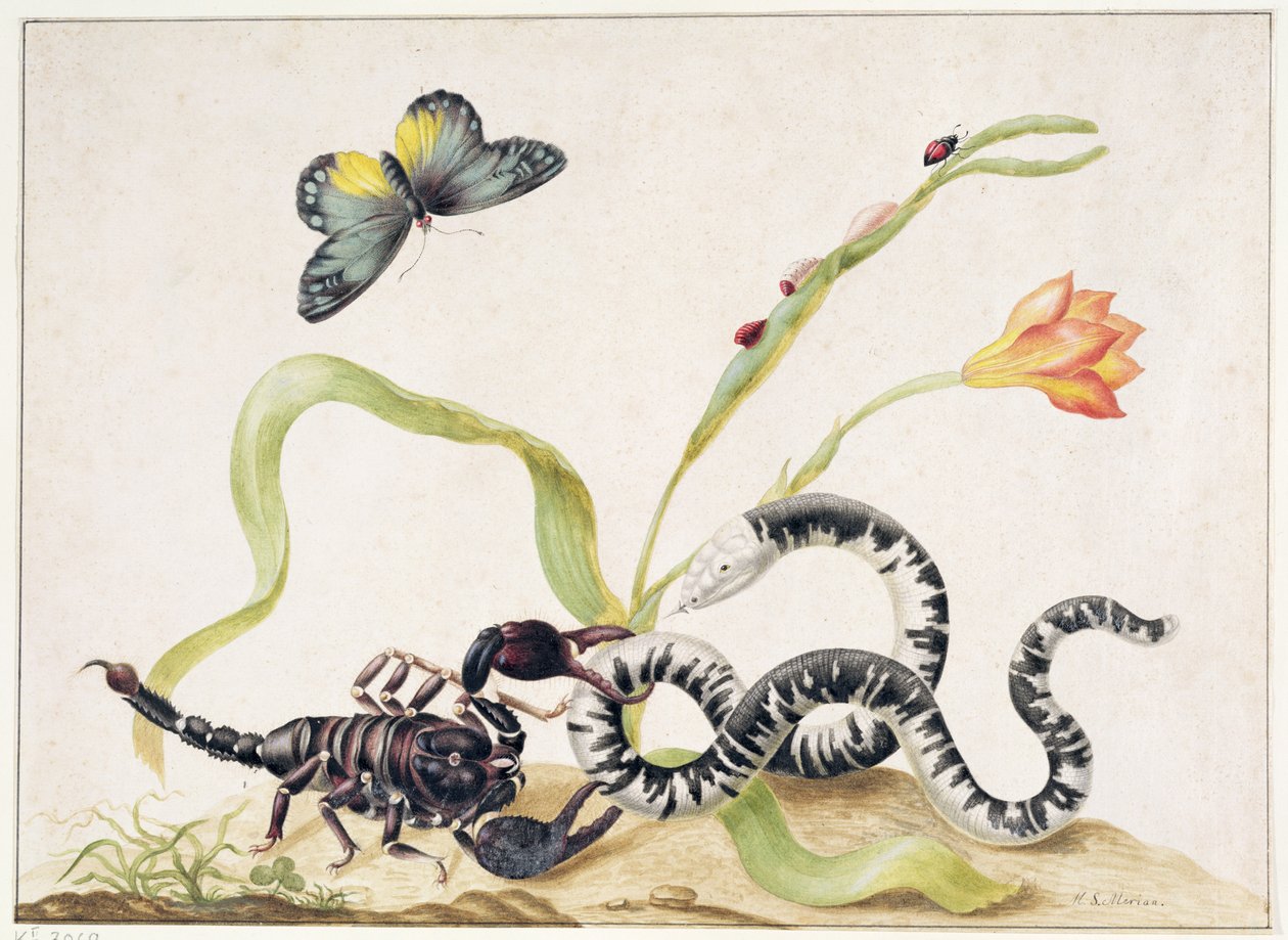 Scorpion and Snake by Maria Sibylla Merian: Fine art print
