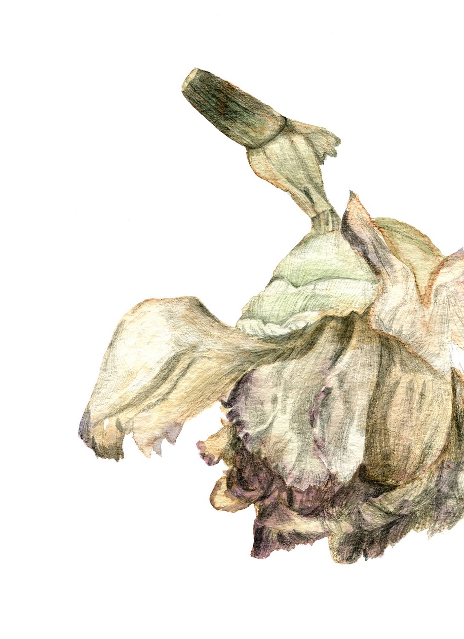 Carnation Flower by Maria Basea: Premium art reproduction