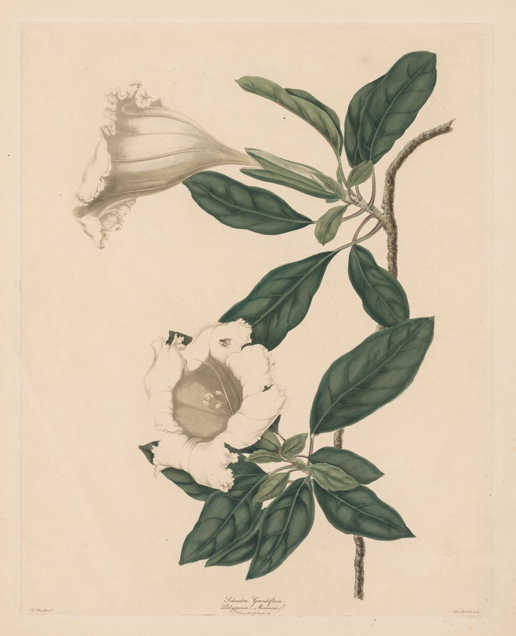 Chalice Vine, 1790 by Maria Catharina Prestel